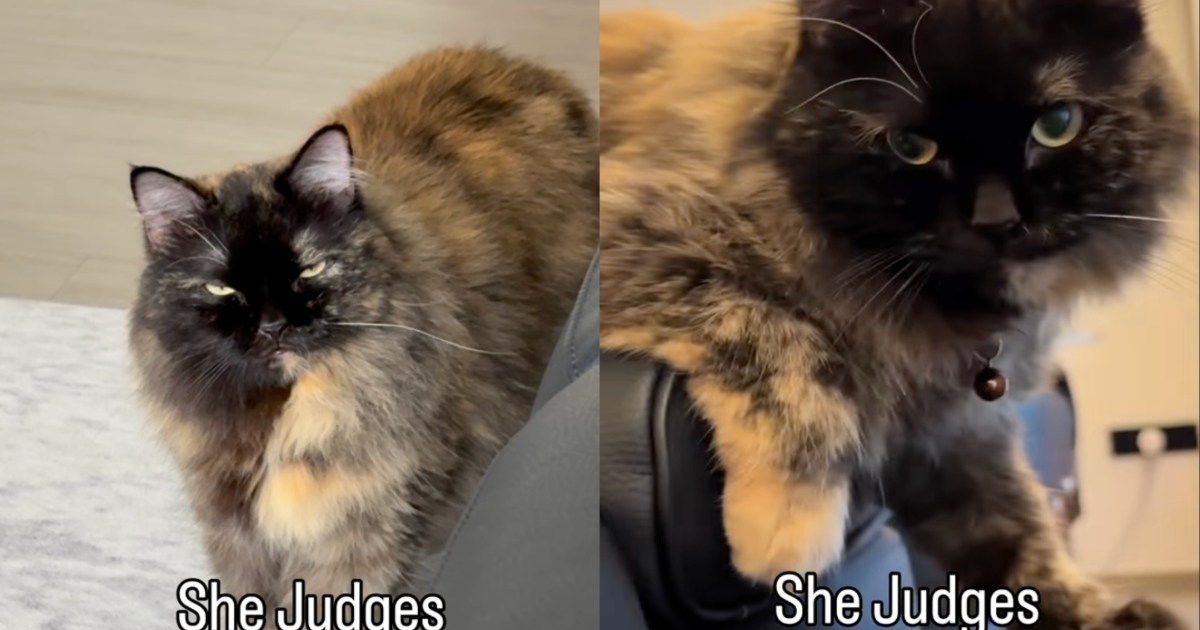 Owner reveals cat loves to 'judge' in most striking way