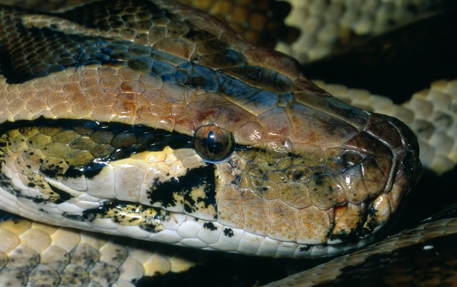 Odisha teen rescued after hours trapped with python nearby