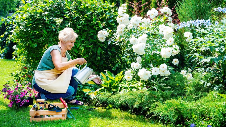 The best companion plants that will ensure your roses are happy and healthy