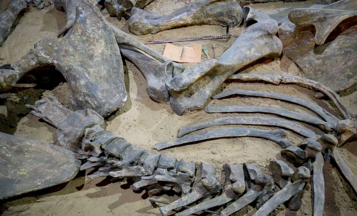 A student found 16 bite marks on a fossil and confirmed that ...