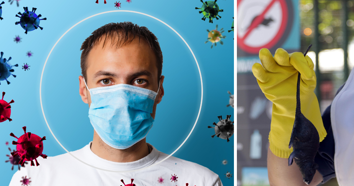 ¿El hantavirus puede provocar una pandemia como el virus del COVID-19?