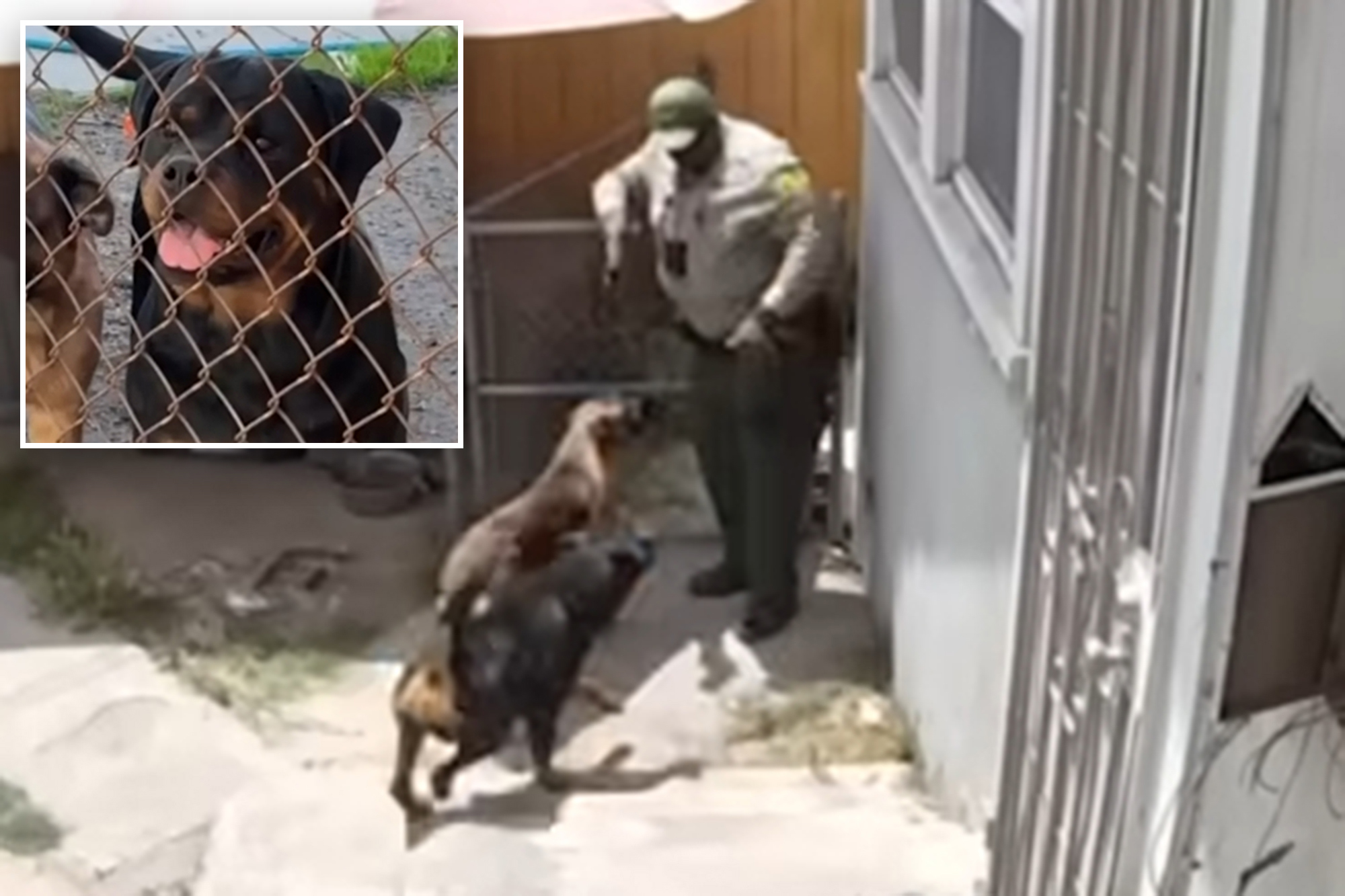 Horrifying moment cops shoot beloved rottweiler Daisy dead after making ...