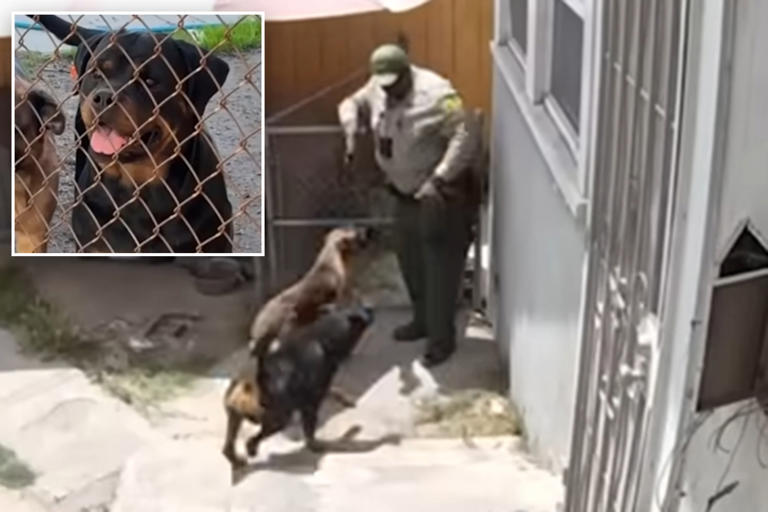Horrifying moment cops shoot beloved rottweiler Daisy dead after making ...