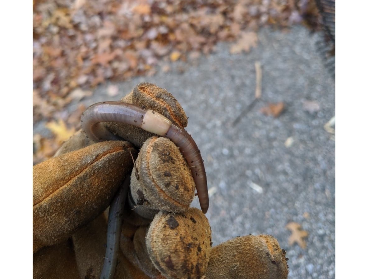 Invasive 'jumping worms' spotted in Madison: CT Agricultural Experiment ...