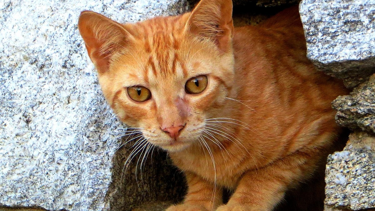 9 reasons your cat meows when it sees birds outside the window ...