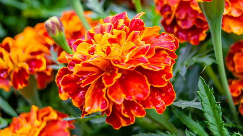 The best companion plants that will ensure your roses are happy and healthy