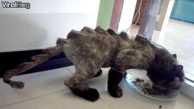 Hungry cat goes into playful attack mode