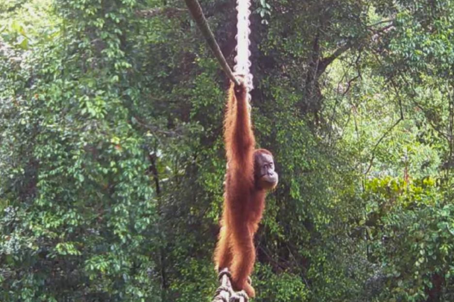 A huge milestone: Heartwarming footage shows Sumatran orangutan using ...