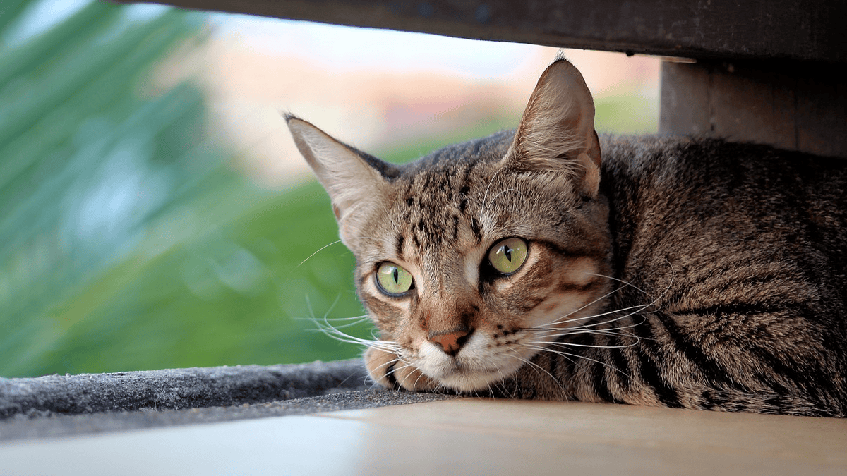 9 reasons your cat meows when it sees birds outside the window ...