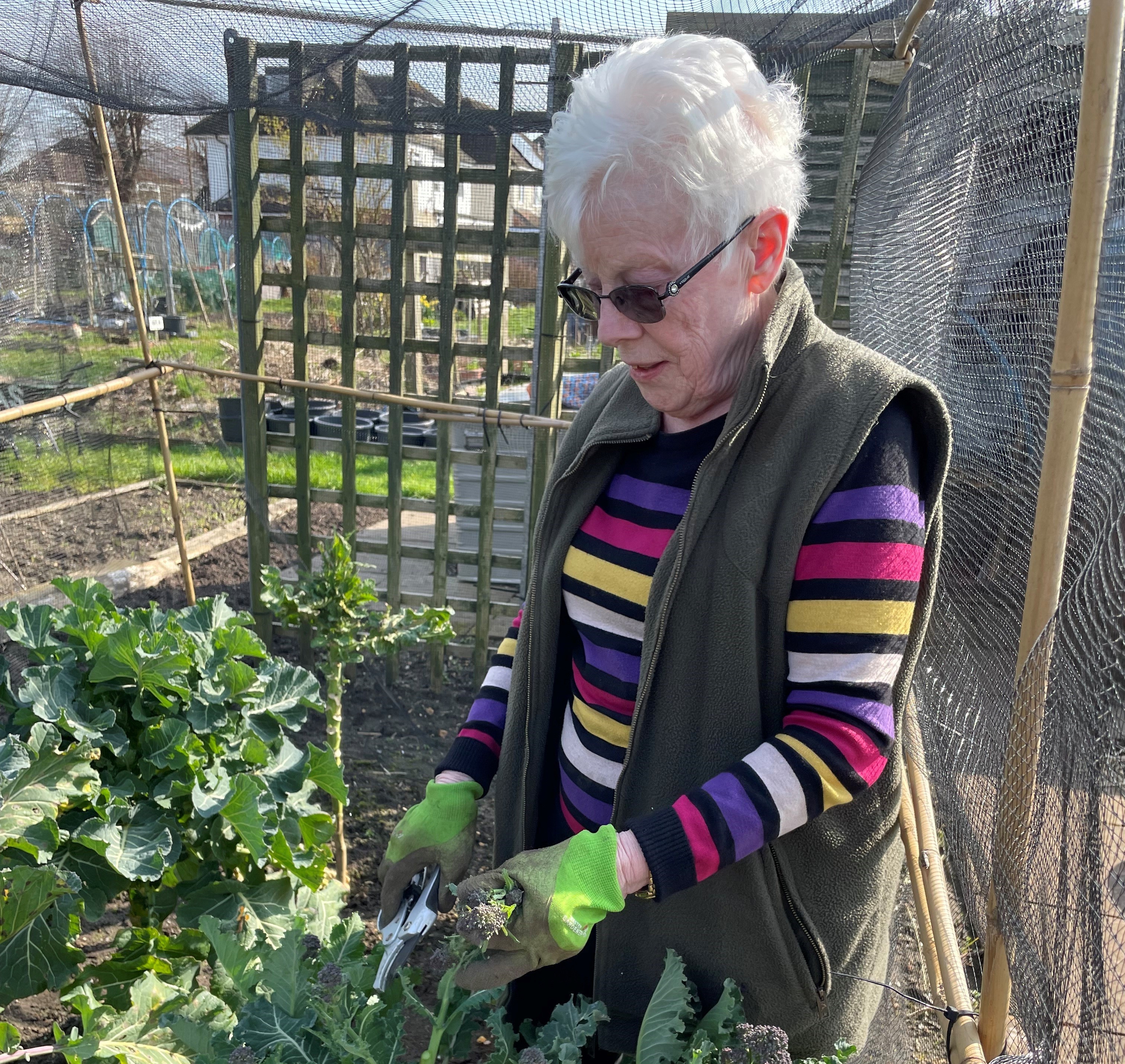 National Allotment Society launches first nationwide audit of UK plots ...