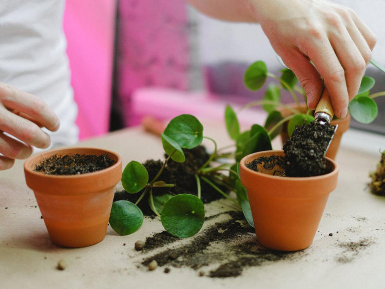 El error más común al trasplantar plantas y cómo solucionarlo