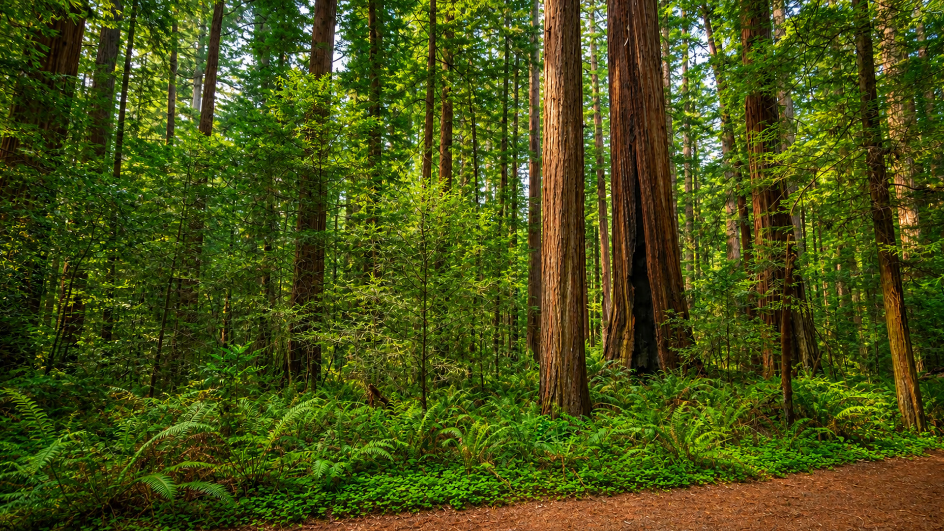 Walk through California’s towering redwoods on Rockefeller Loop Trail (4K)