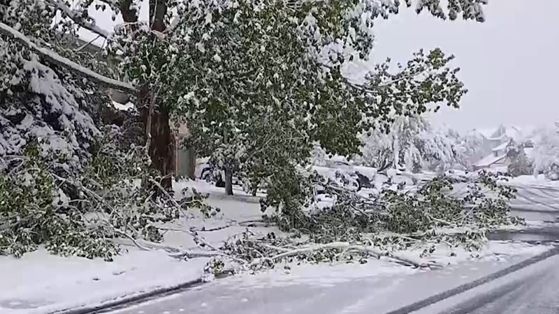 Tree damage and power outages in Colorado after overnight winter storm