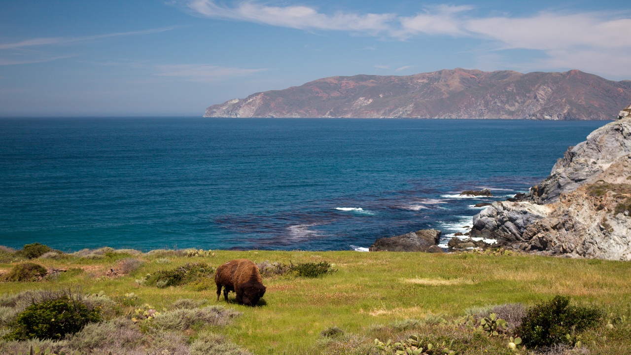 This island 22 miles from LA has wild bison, no cars, and 30-foot ...