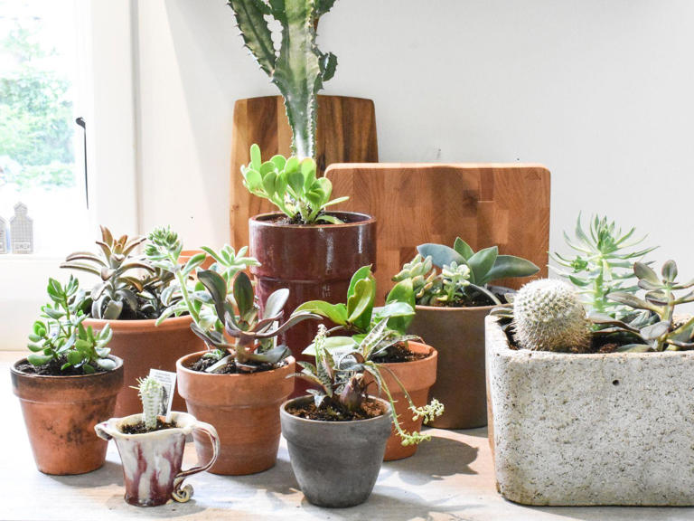 El error más común al trasplantar plantas y cómo solucionarlo