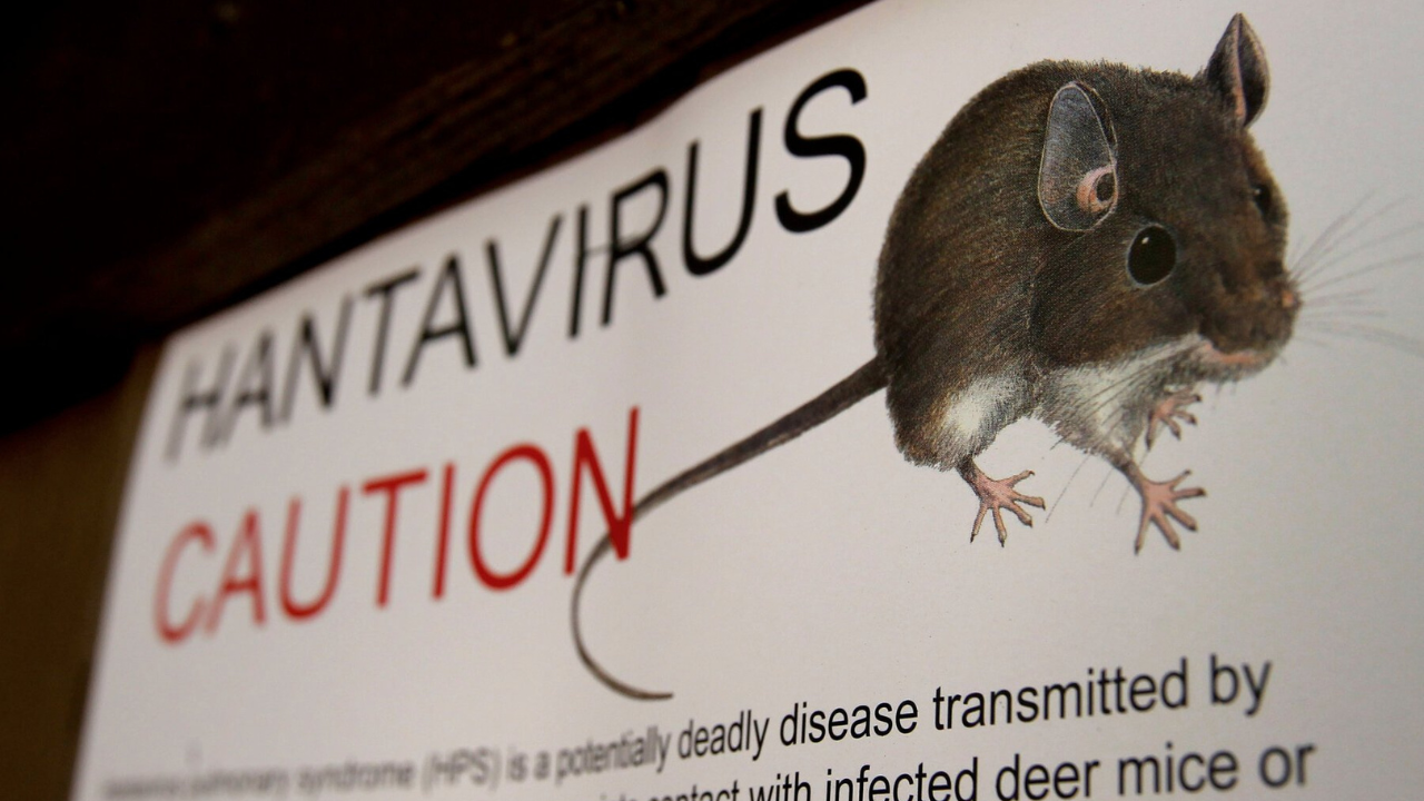 Switzerland records new hantavirus case — 5 things you need to know