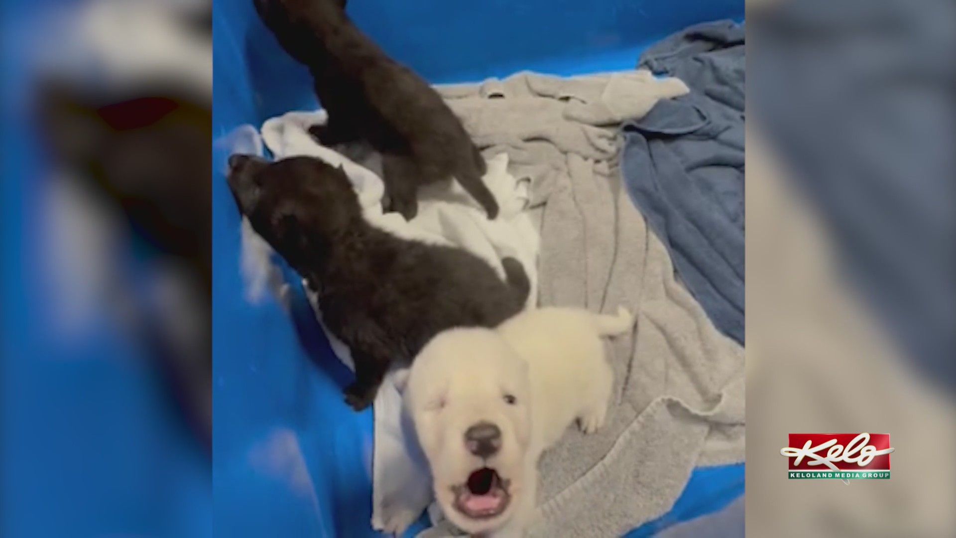 Gray wolf pups arrive at Bramble Park Zoo