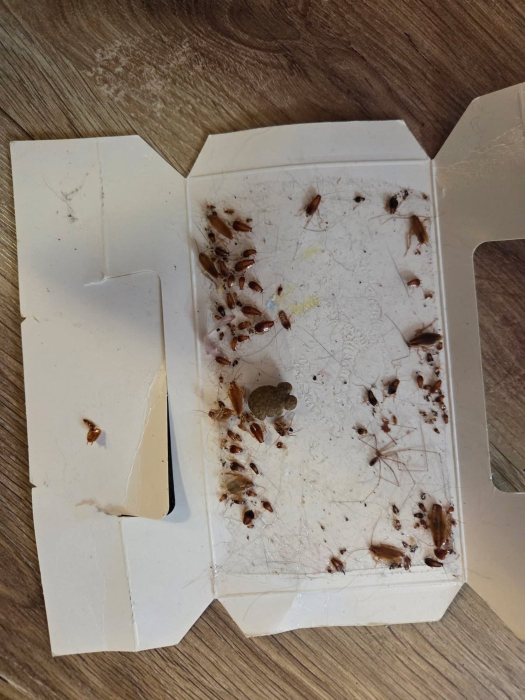 Renters rally over cockroach, mice infestations and disrepair in ...