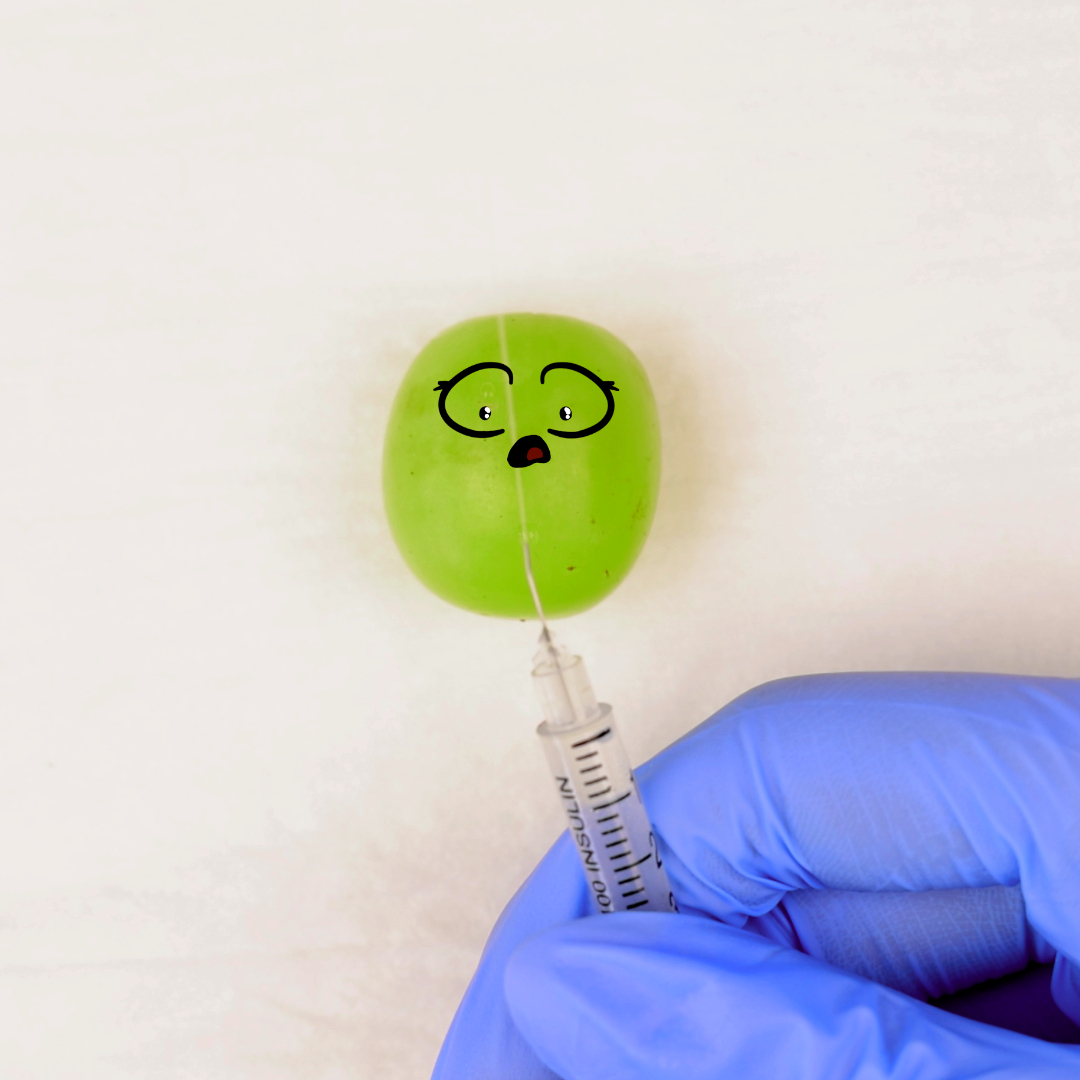 Complicated fruit surgery performed on a grape🍇💉