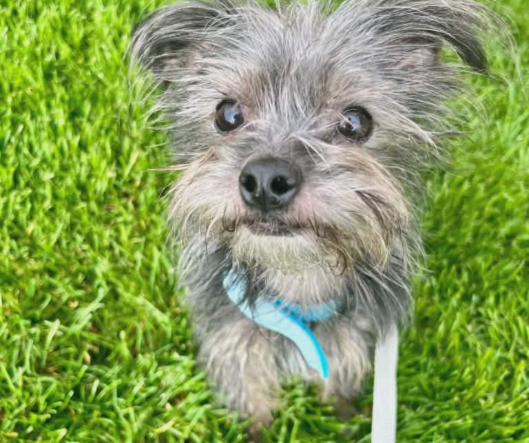 Pet of the week: Norbit