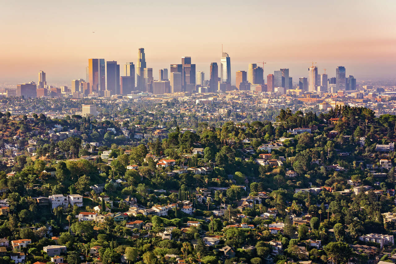California officials warn of a beetle so destructive, it's wrecking ...