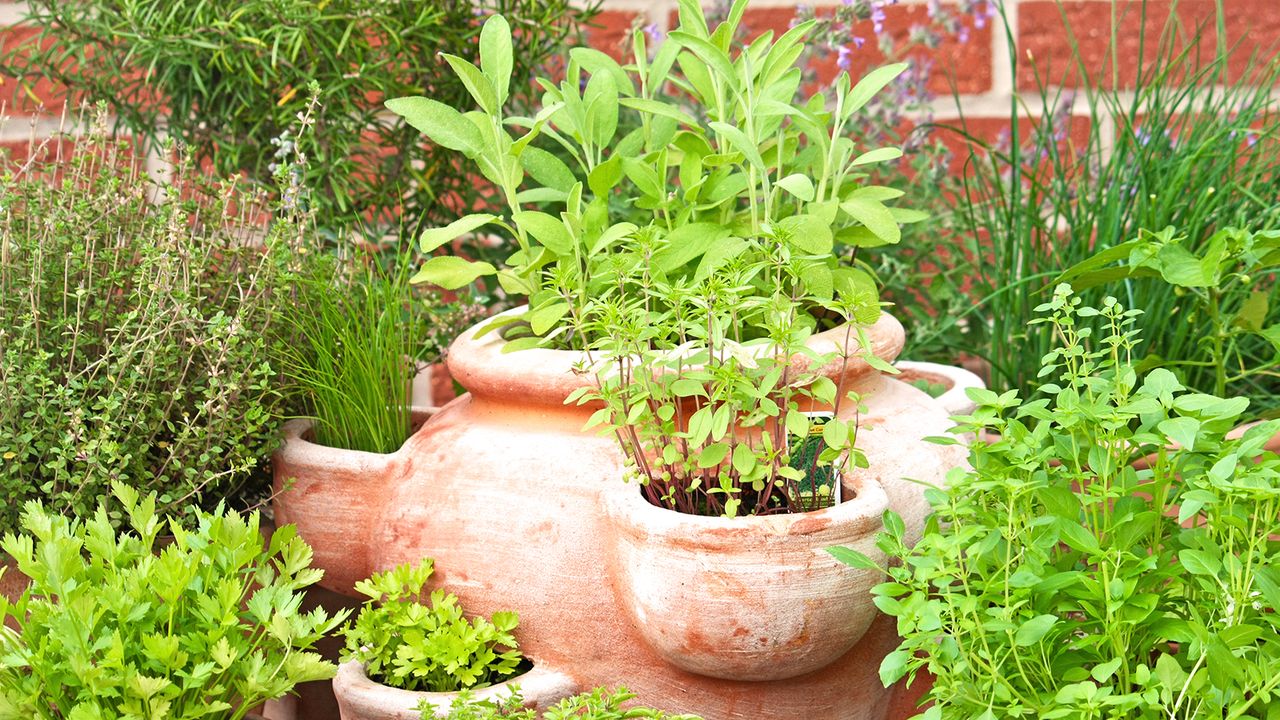 Stop planting these 6 herbs in the ground – they actually grow better ...