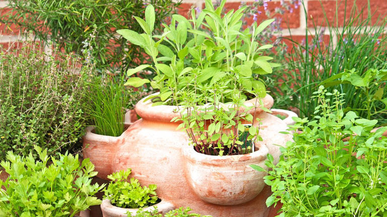 Stop planting these 6 herbs in the ground – they actually grow better ...