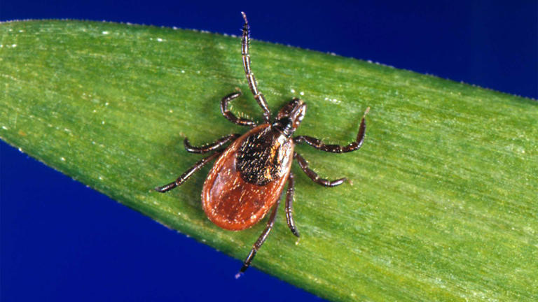 Maine research scientists work to reduce to tick-borne illness