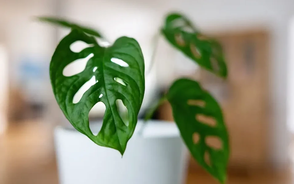 Paige Tailyn shares four-step formula for huge monstera growth
