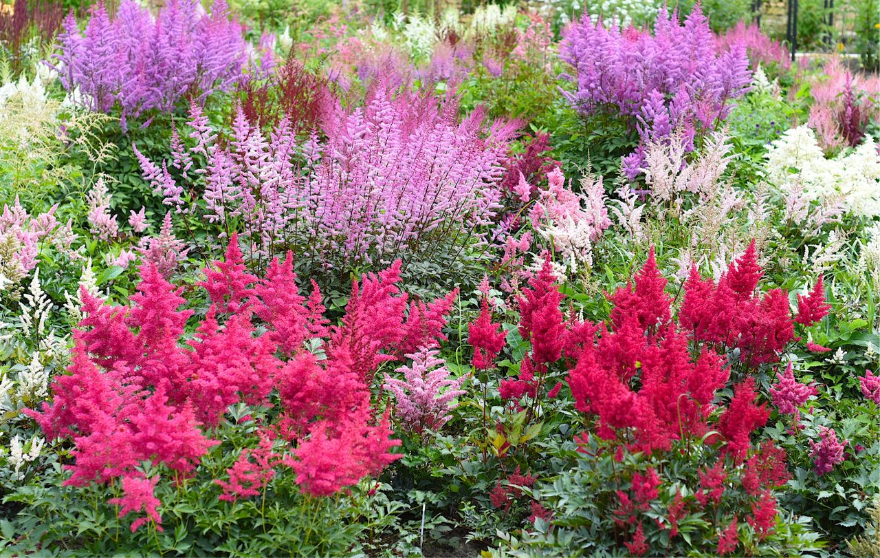 Astilbe's feathery plumes provide summer color in the shade