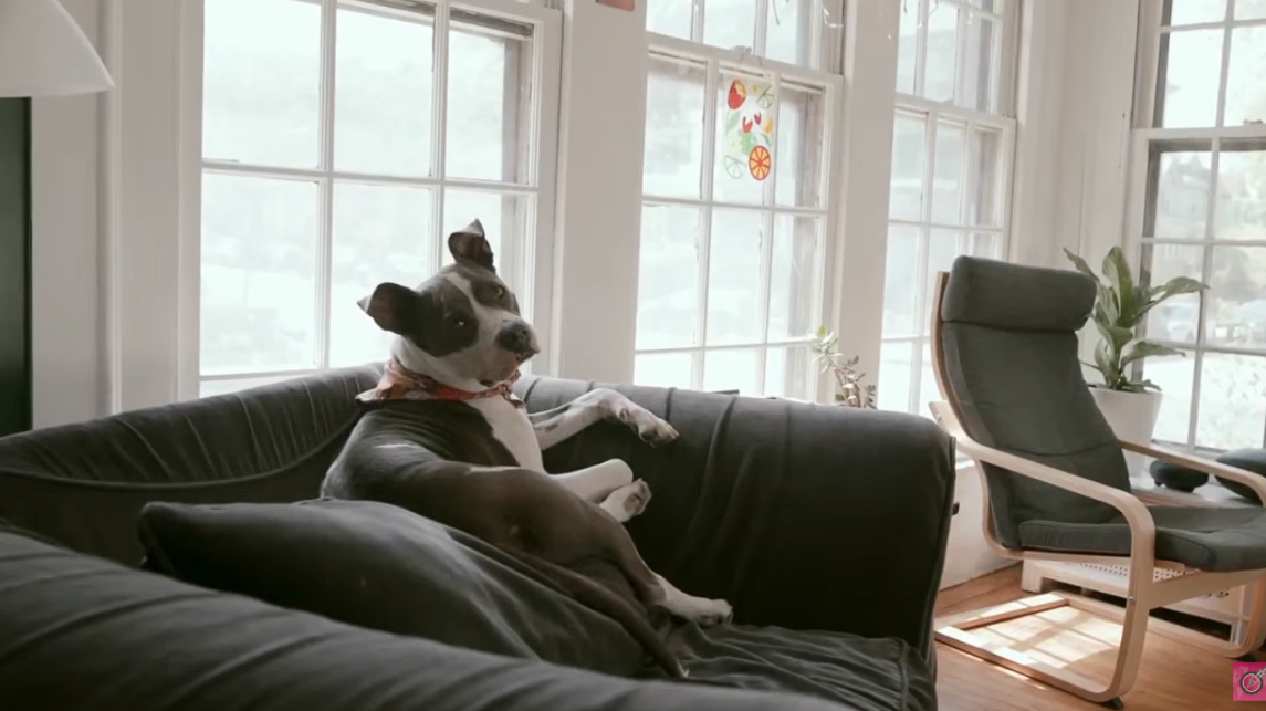 Parents called the police on their family dog, until officer noticed ...