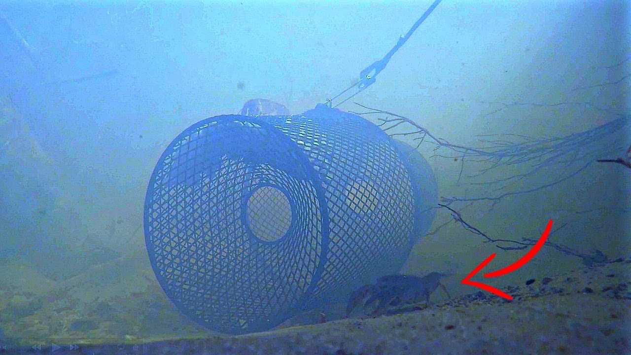 Watch me trap crawfish for my pet bass