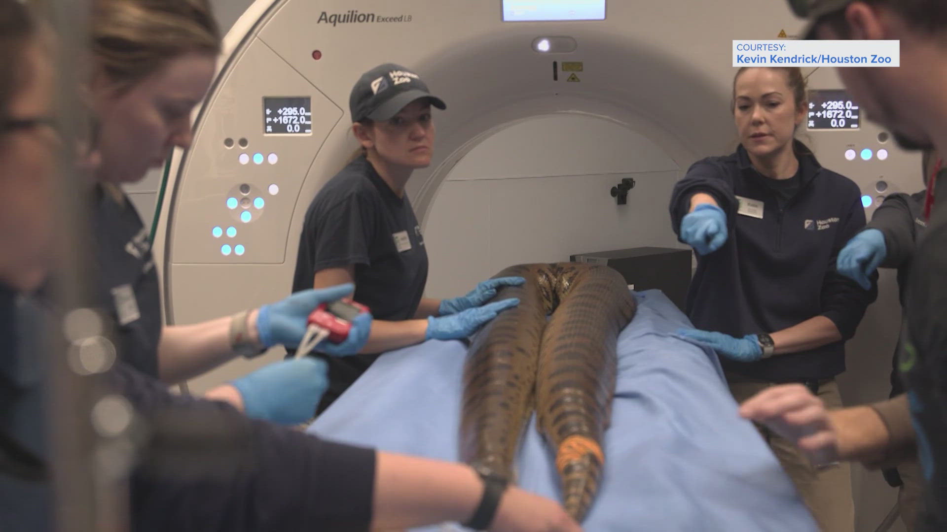 Houston Zoo uses new CT scanner to care for aging animals