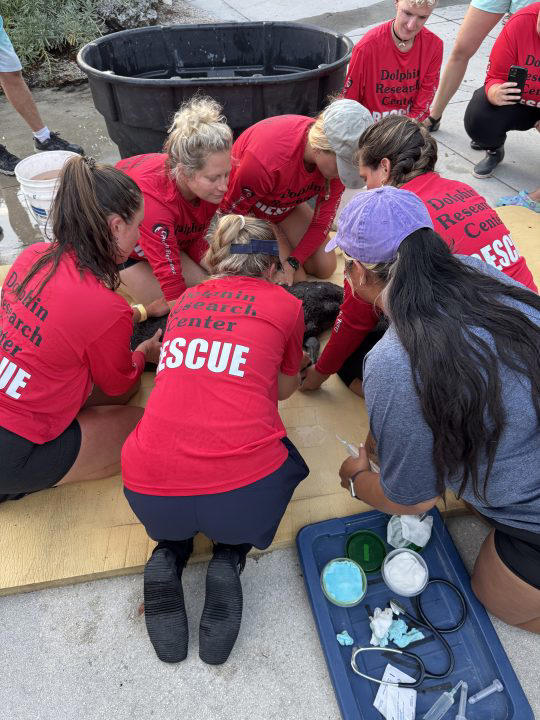 Emaciated manatee calf rescued from Florida waters