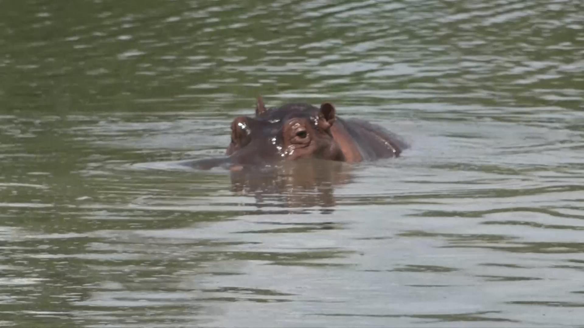 Colombia discusses hippo relocation with Vantara after backlash over ...