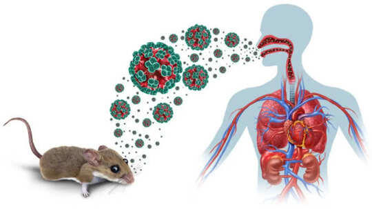 Hantavirus latest: More cases confirmed on cruise ship - WHO says 'not ...