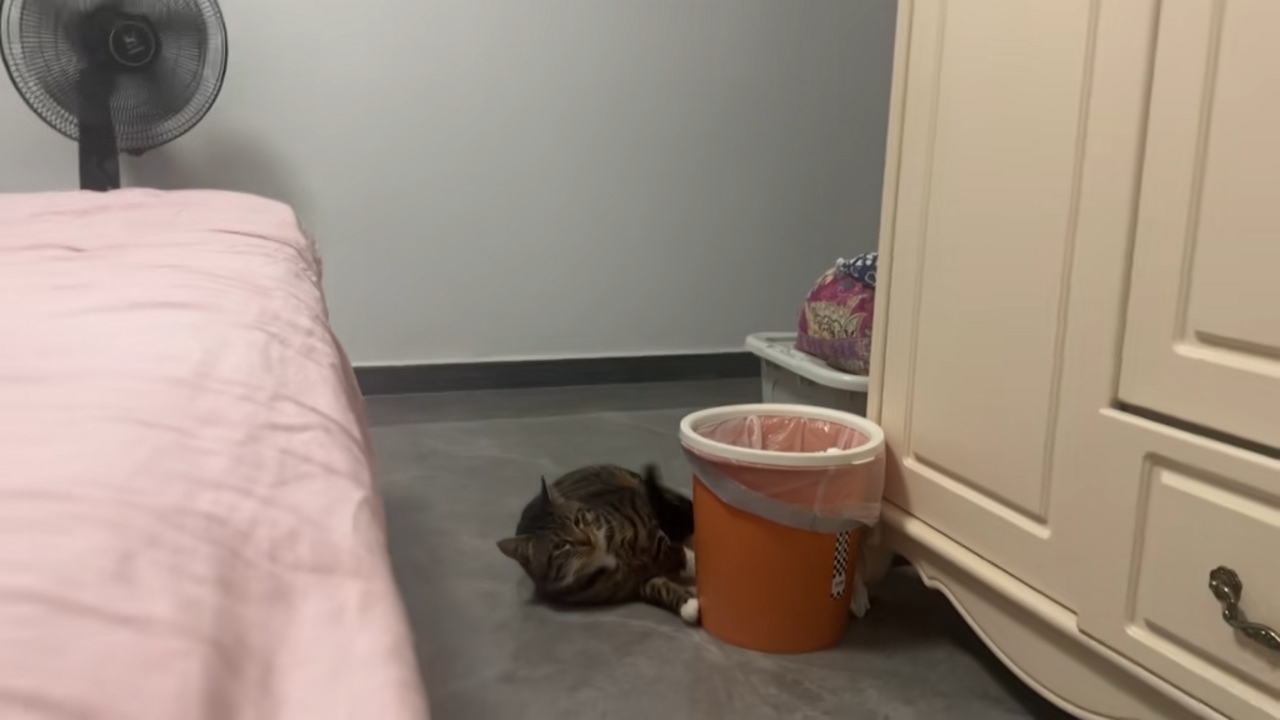 Sleeping cat takes a tumble but keeps calm