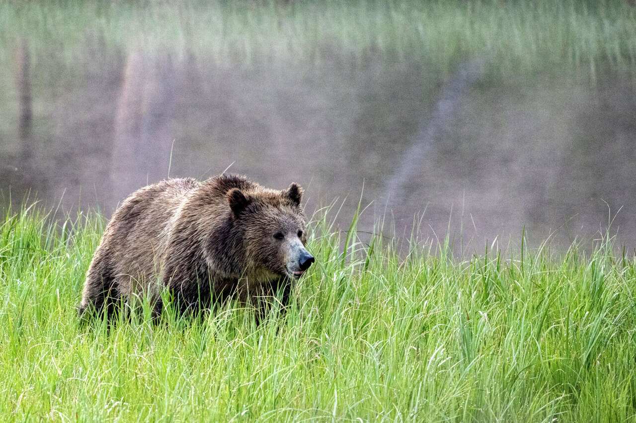Could California's vanished grizzly bear return? A state bill sets the ...