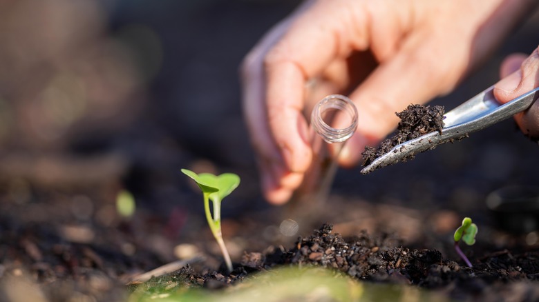 How to create the best lawn seed and fertilizer schedule for a healthy yard