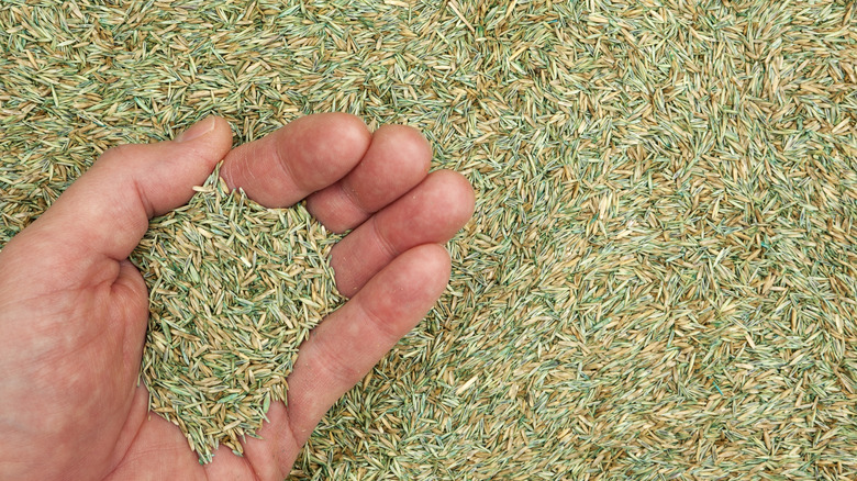 How to create the best lawn seed and fertilizer schedule for a healthy yard