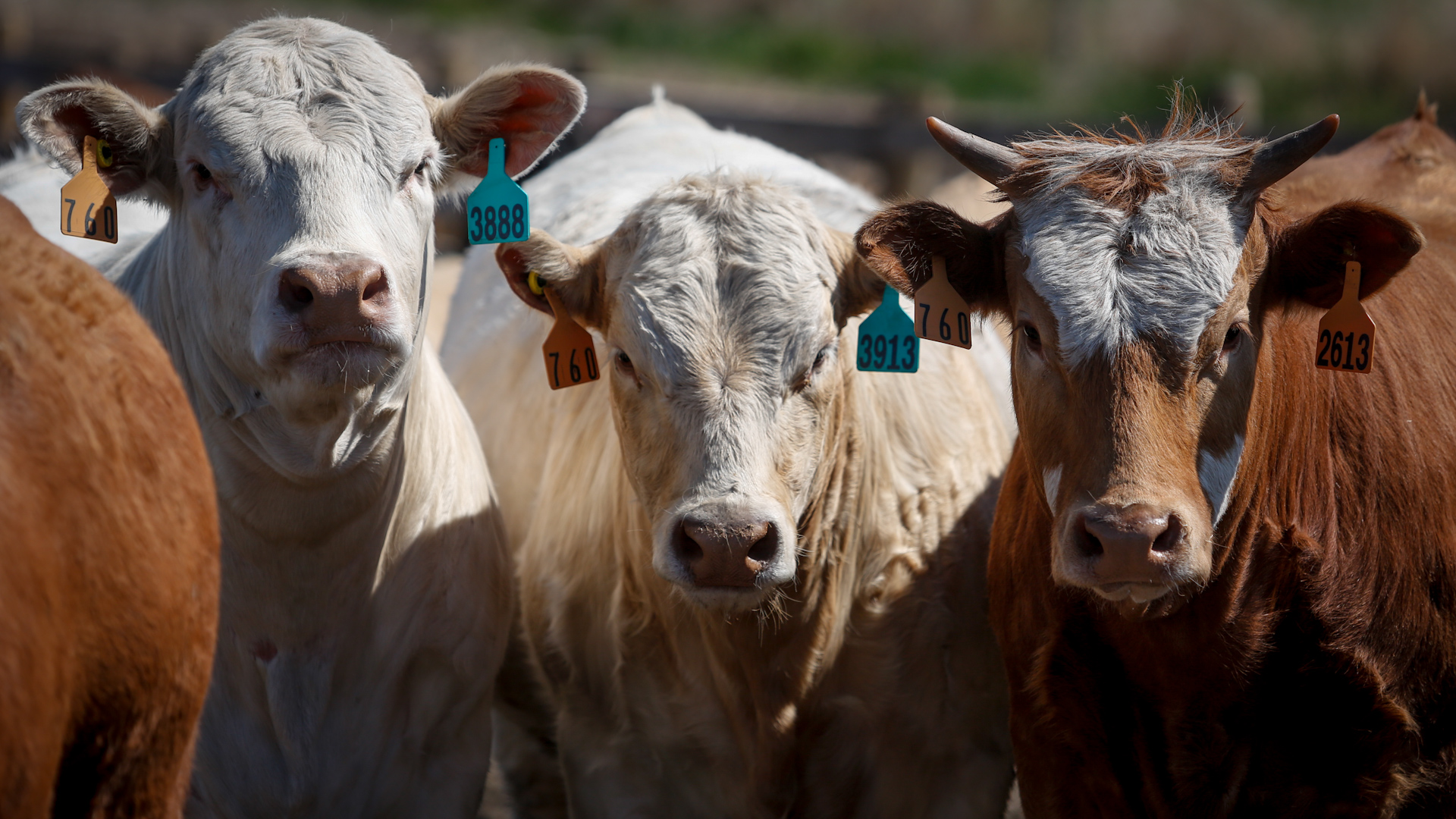 Cattle groups have beef with Mercosur trade plans