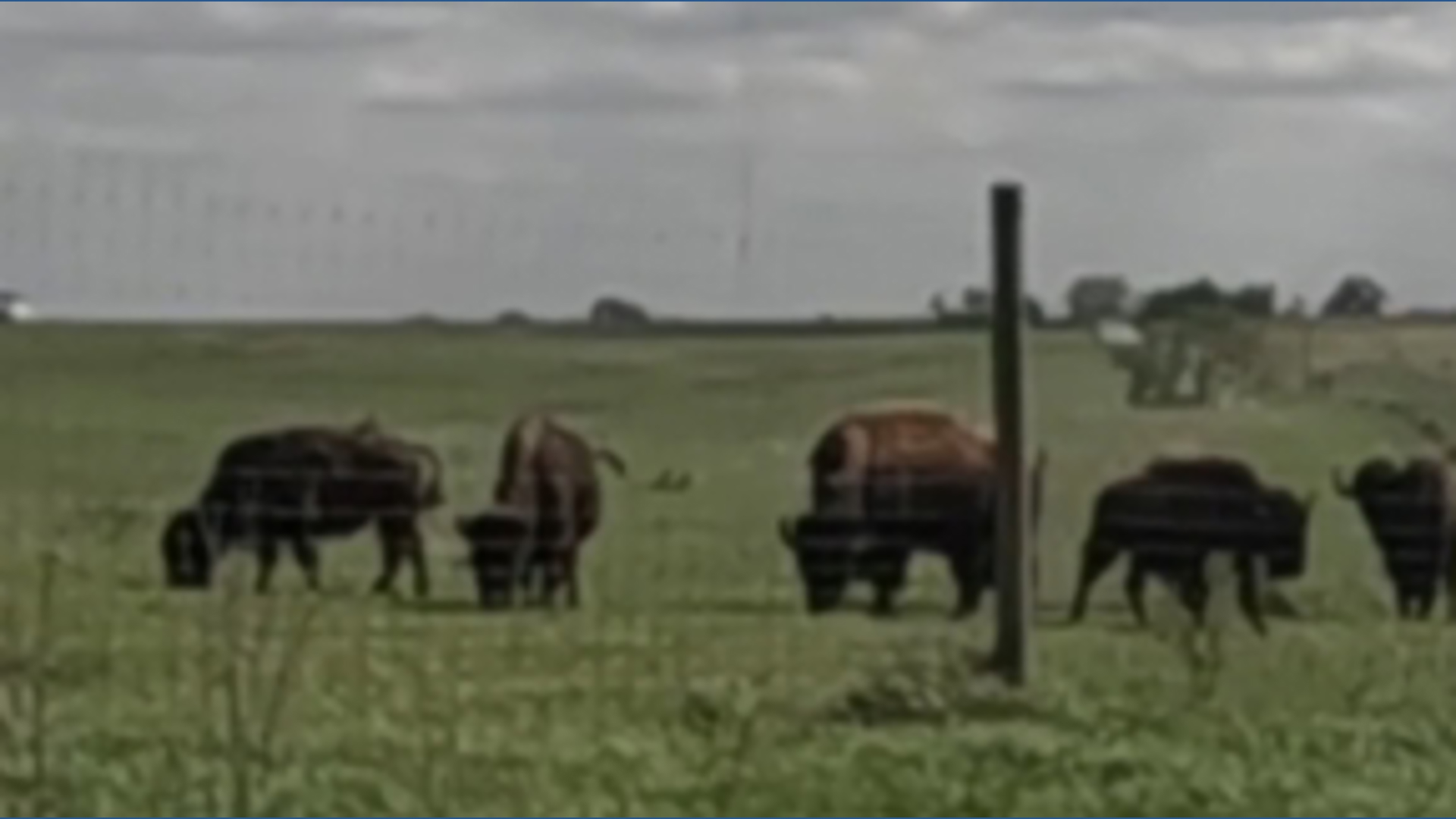 Discussing new additions to Neal Smith National Wildlife Refuge bison ...