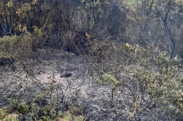 Colchester forest fire cause was 'deliberate' says fire service