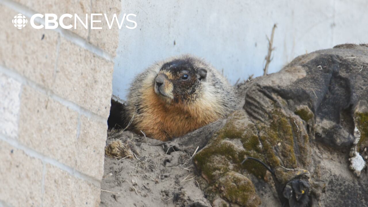 Yellow-bellied marmot spotted in northern BC