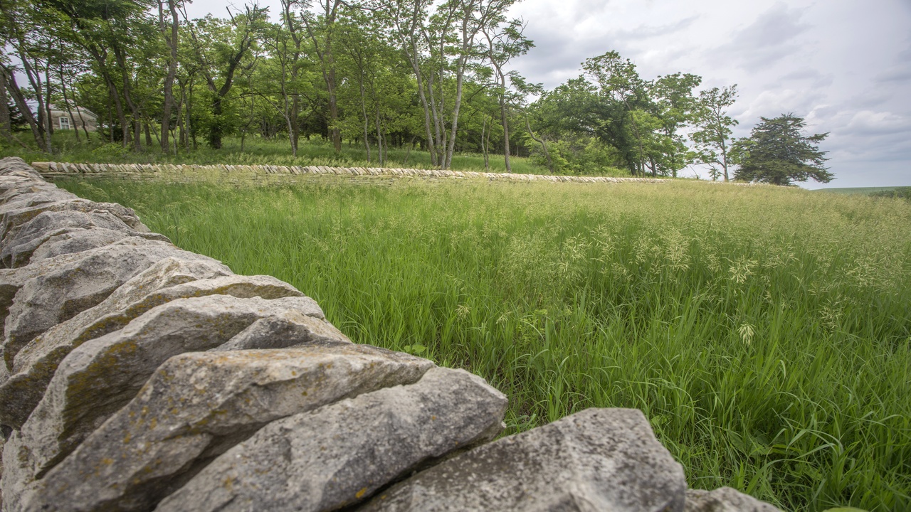 Less than 4% of America’s great tallgrass prairie survives and most of ...