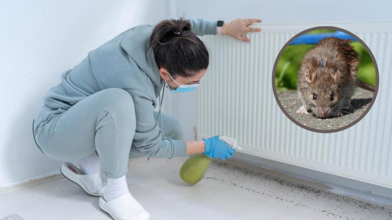 Hantavirus: cómo limpiar una casa o trastero si hay señales de ratones