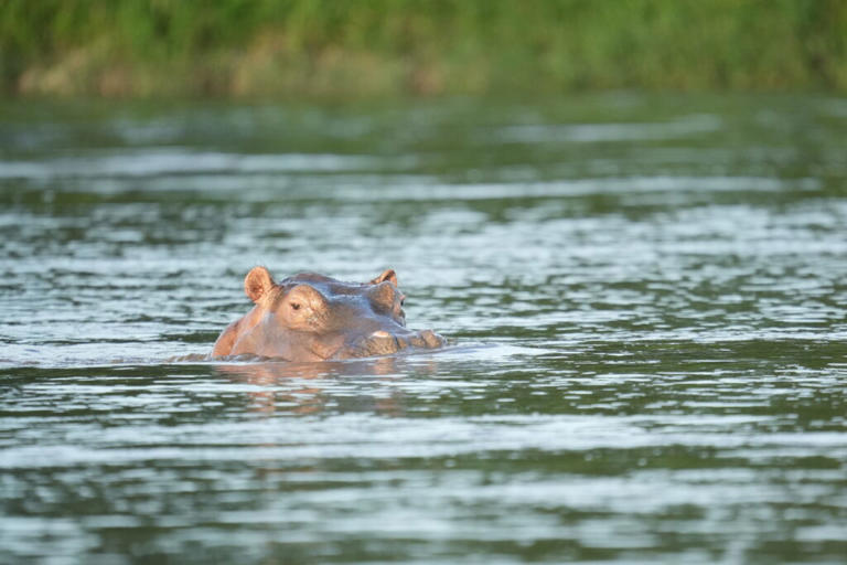 Plan to kill dozens of wild hippos linked to Pablo Escobar generates ...