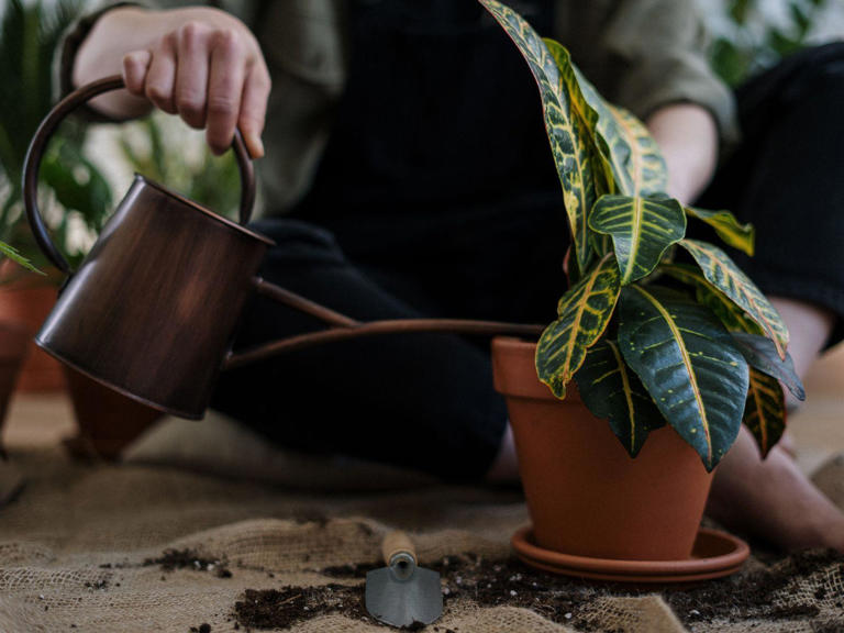 El error más común al trasplantar plantas y cómo solucionarlo
