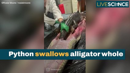 Python swallows alligator whole