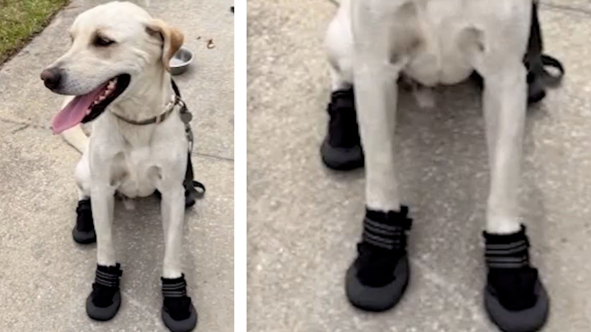 Florida officer helps dog beat the heat with paw-some act